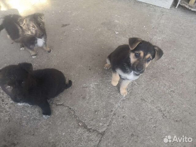 Щенки в добрые руки