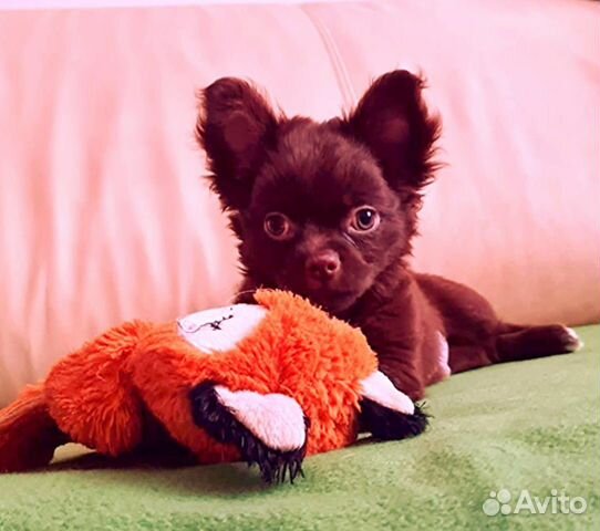 Шоколадные курносики