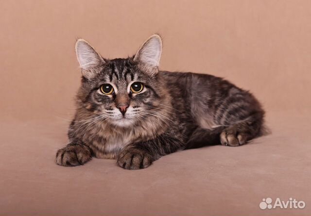 Ласковый котик ищет дом