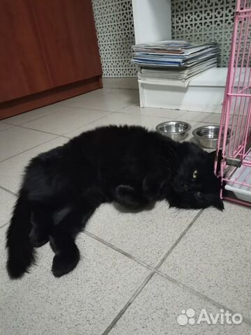 Кошечка в добрые руки