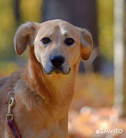 Дом для Ронни