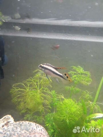 Аквариумные рыбки