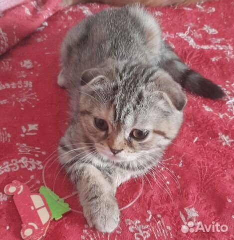 Шотландская вислоухая