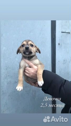 Маришка ищет дом