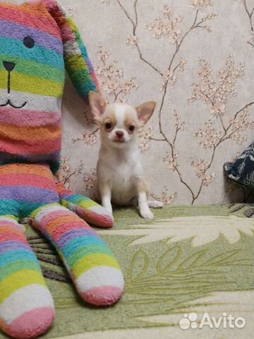 Чихуахуа девочка