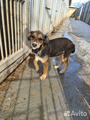 Щенок бесплатно