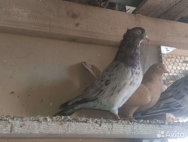 Бакинские голуби