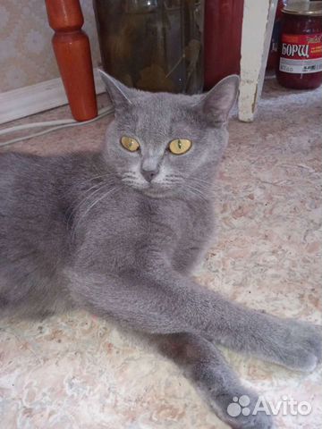 Британская Кошка
