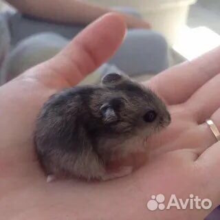 Джунгарский хомяк