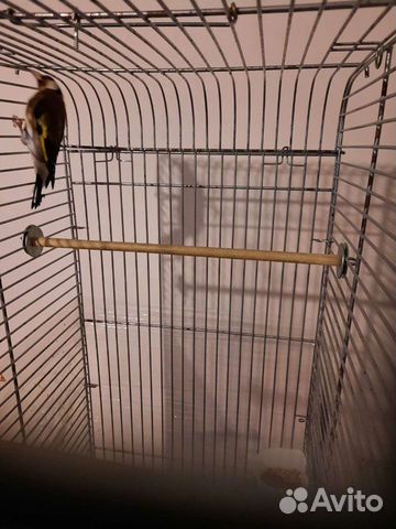 Щегол самец поёт хорошо