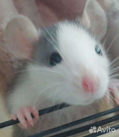 Крыски бесплатно