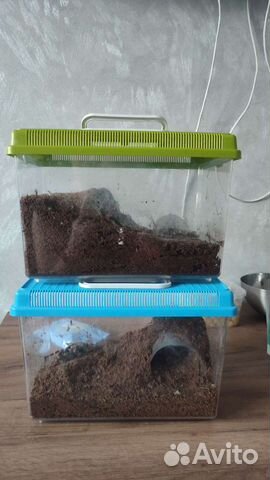 Паук птицеед