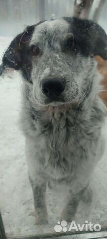 Достойный щенок в дом