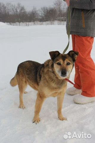 Грушенька тоскует в приюте и ищет дом