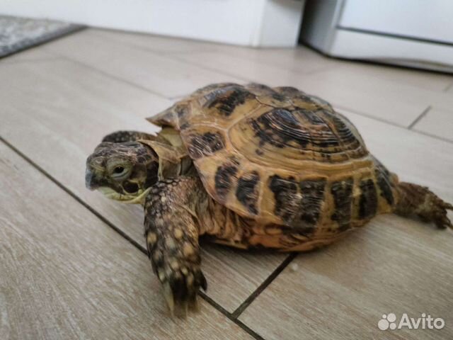 Черепаха сухопутная