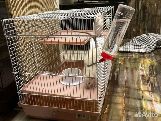 Крысята дамбо с клеткой