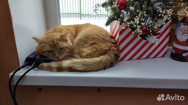 Котик ищет дом