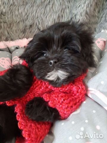 Мальтипу микро-девочка