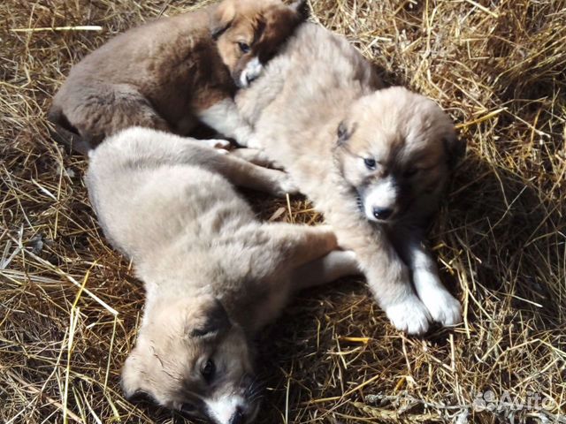 Шинки Олобая