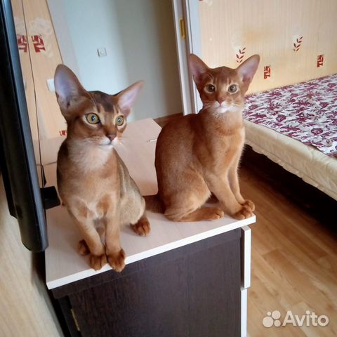 Продам абиссинских котят