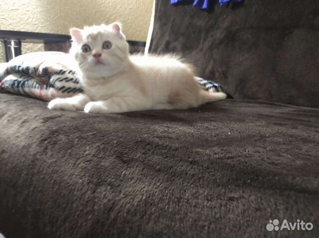 Продается Британский котенок