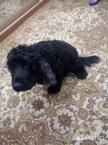 Кокер спаниель