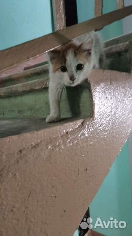 Котенок