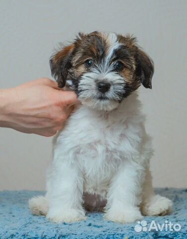 Джек Рассел