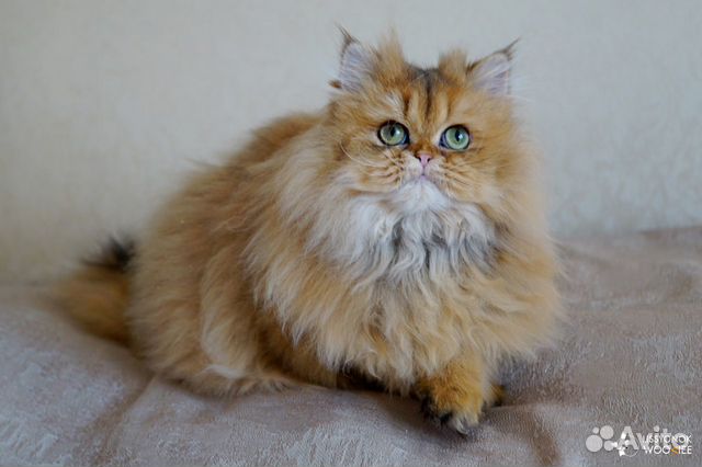 Великолепная золотая кошечка