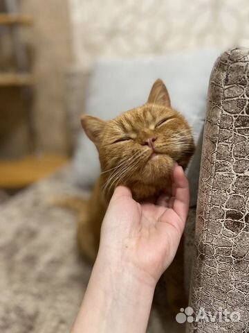 Отдам кошечку в добрые руки