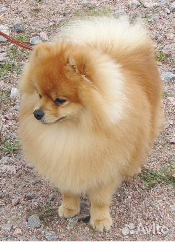 Юный Чемпион России. Вязка