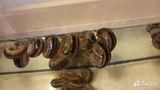 Тигровые улитки аквариумные Мариза