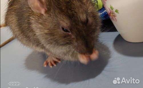 Отдам крысу с клеткой