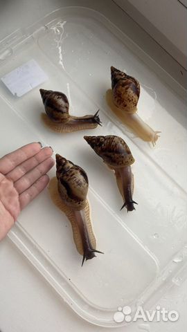 Ахатины ретикулята