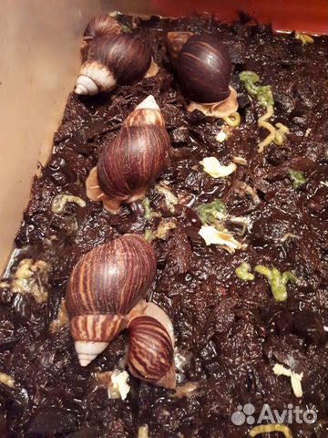 Улитки ахатины