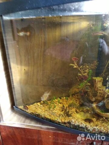 Аквариумные рыбки