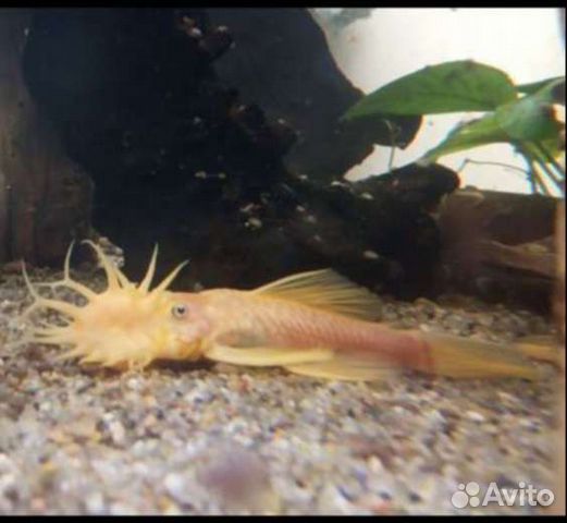 Анциструс L-144