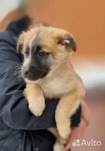 Милан, мальчик 3,5 месяца, в дар в добрые ркуки