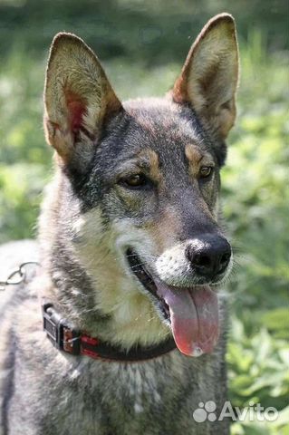 Восточноевропейская овчарка ищет дом