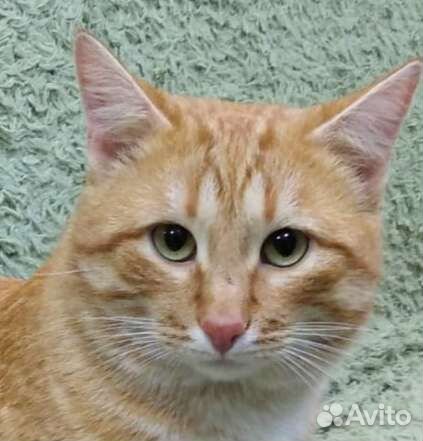 Очень нежный кот Фокс, 1,5 года