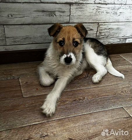 Щенок, мальчик 3,5 месяца, метис терьера