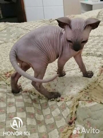 Донской сфинкс котята