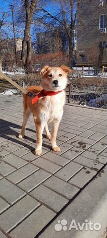 Рыжая щенулька