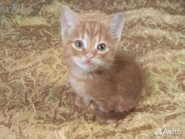 Котенок "Белочка"