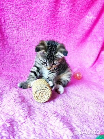 Котята курильский бобтейл
