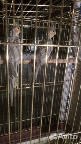 Попугаи Карелла