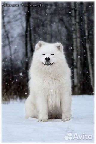 Красавец самоед на вязку