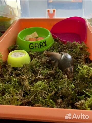 Улитка Ахатина большая