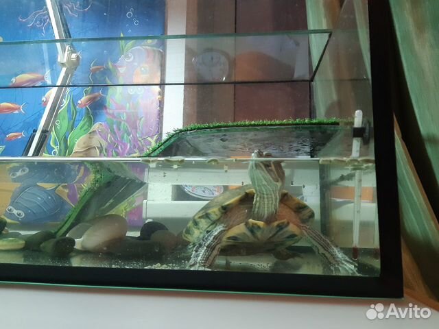 Красноухая черепаха с аквариумом