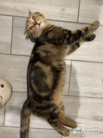 Шотландские вислоухие котята